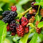 The Top Ten Natural Sources of Resveratrol – GinnyBrant.com